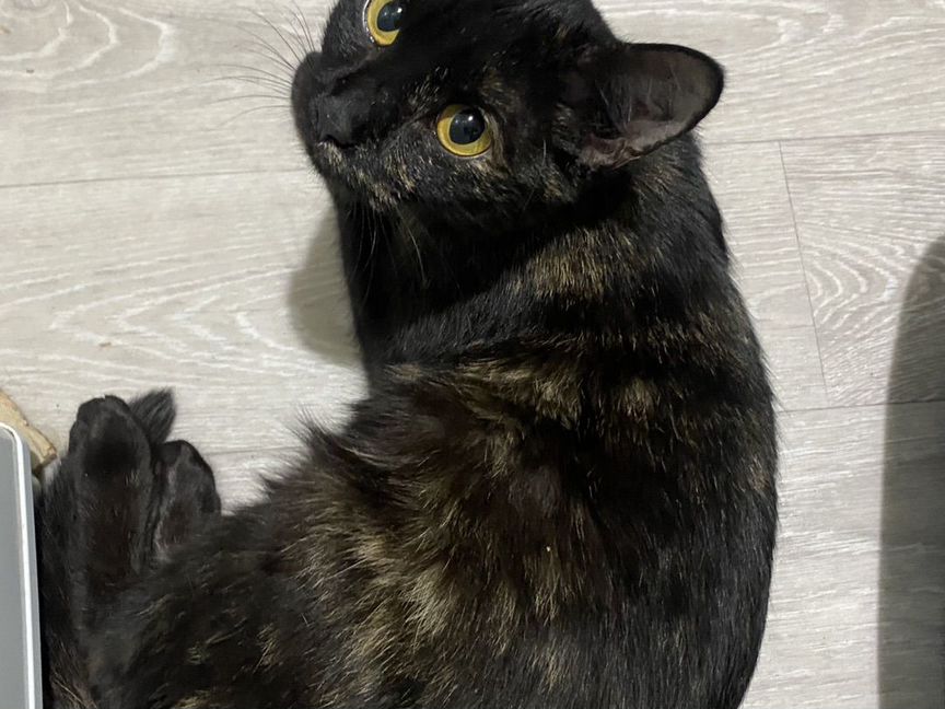Котенок в добрые руки
