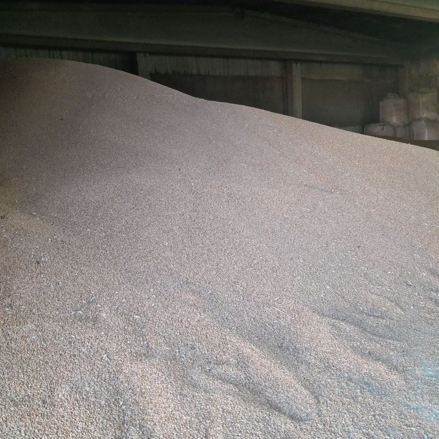 Пшеница 3 класс