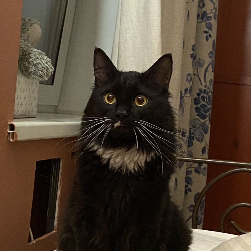 Кот в добрые руки