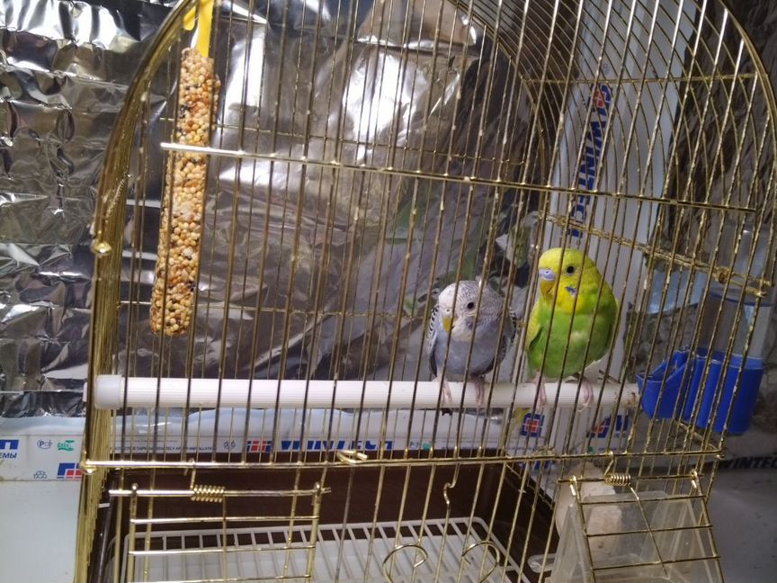 Пара волнистых попугаев с клеткой