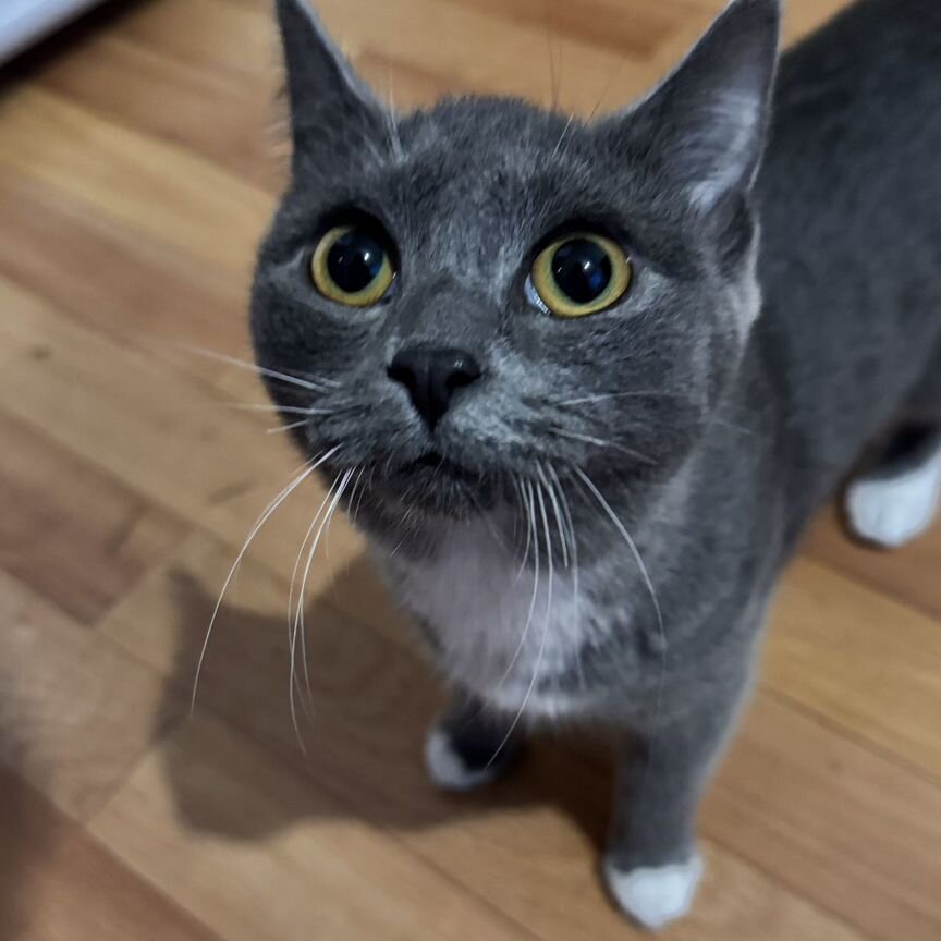 Корат котёнок