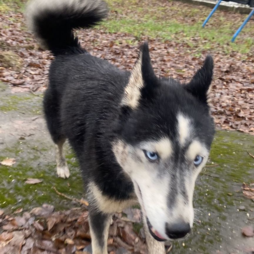 Сибирский хаски, взрослая собака