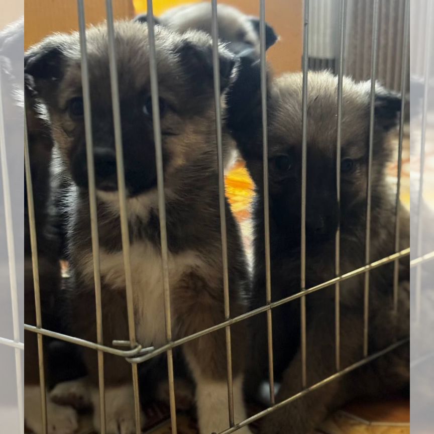 Щенок в добрые руки