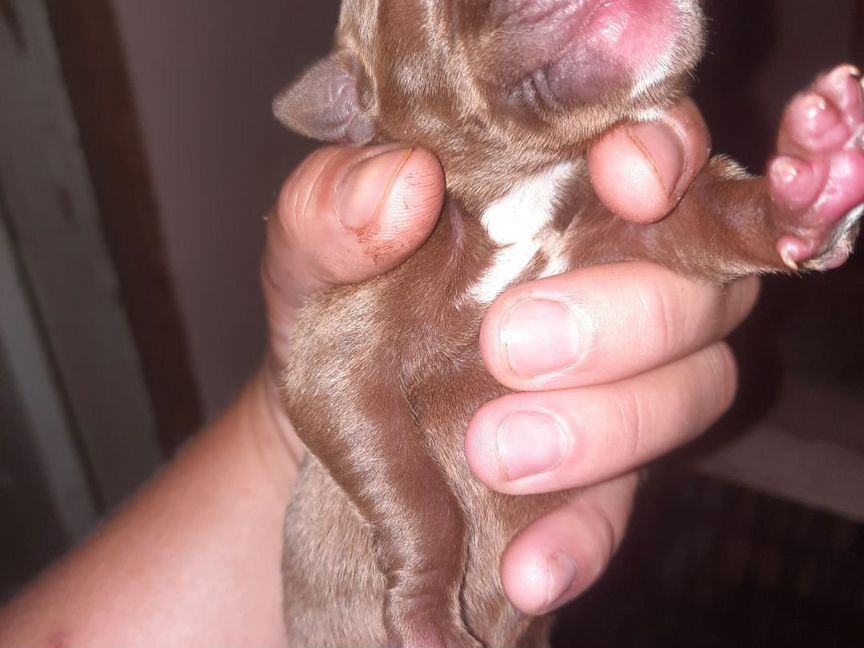 Щенки питбультерьера