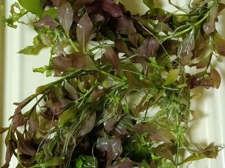 Растения для аквариума