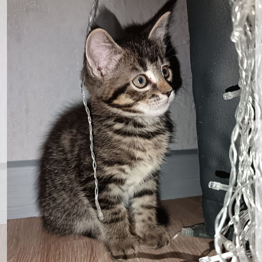 Мейн-кун котёнок