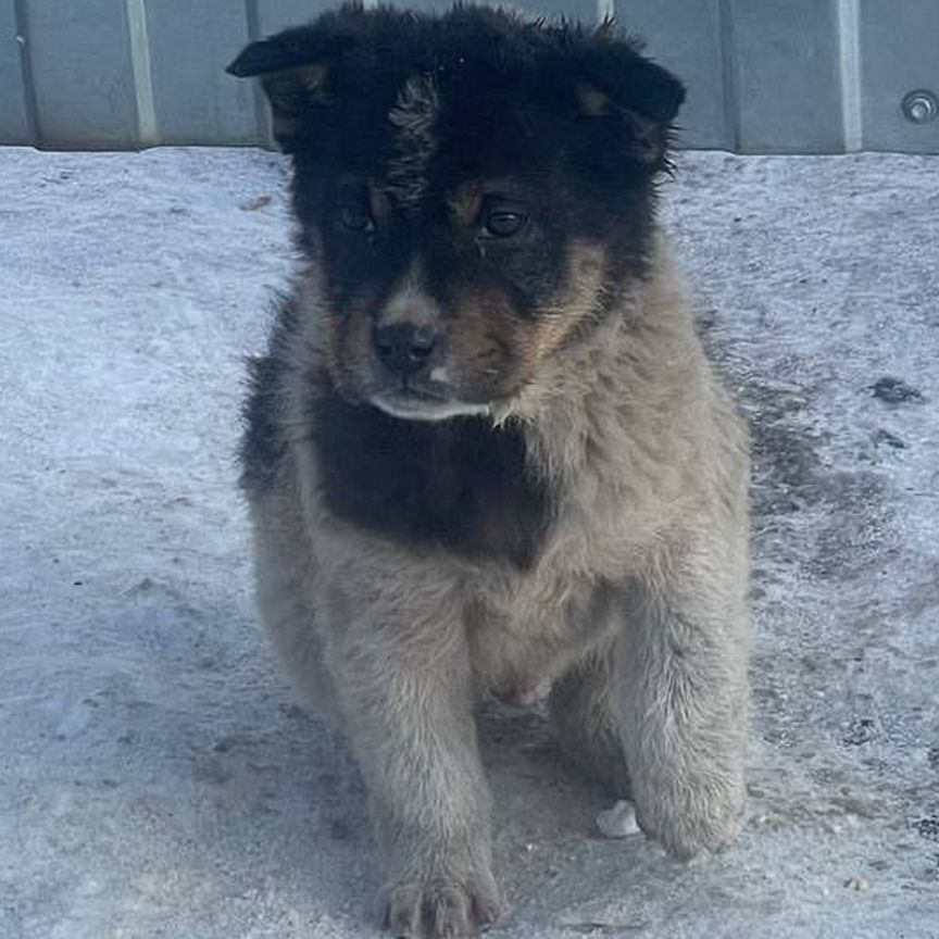 Щенок в добрые руки