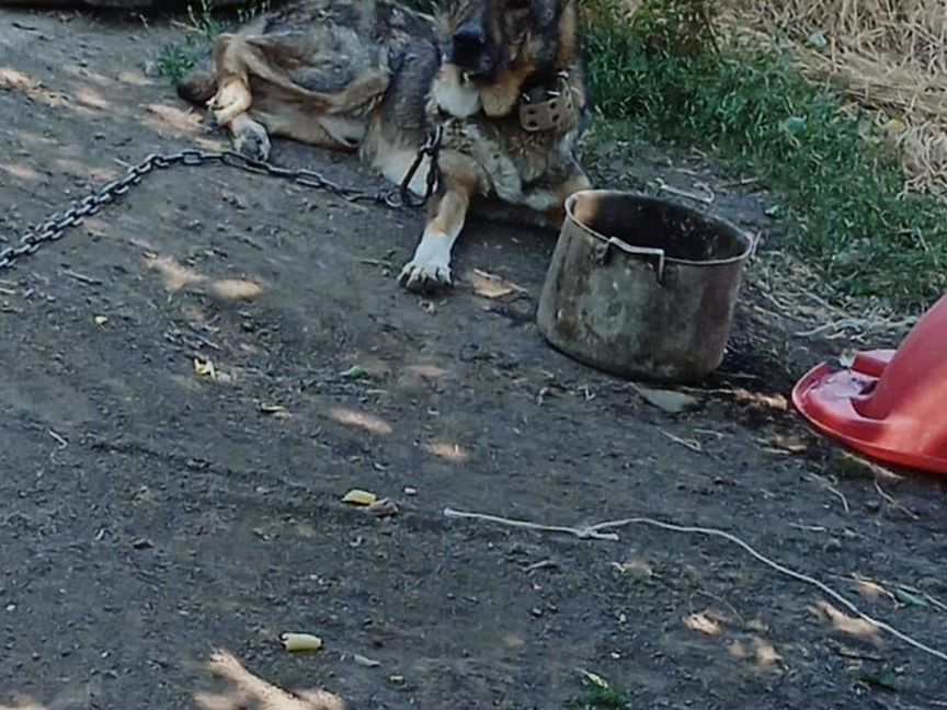 Собака в добрые руки отдам бесплатно