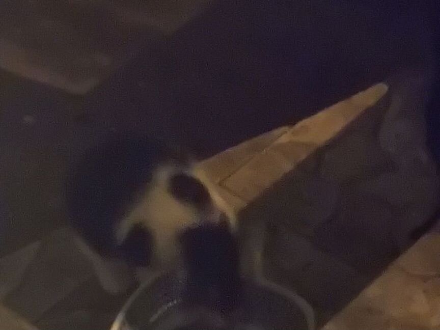 Котёнок с царской расцветкой)