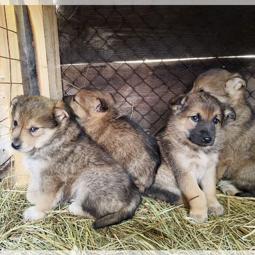 Щенок в добрые руки