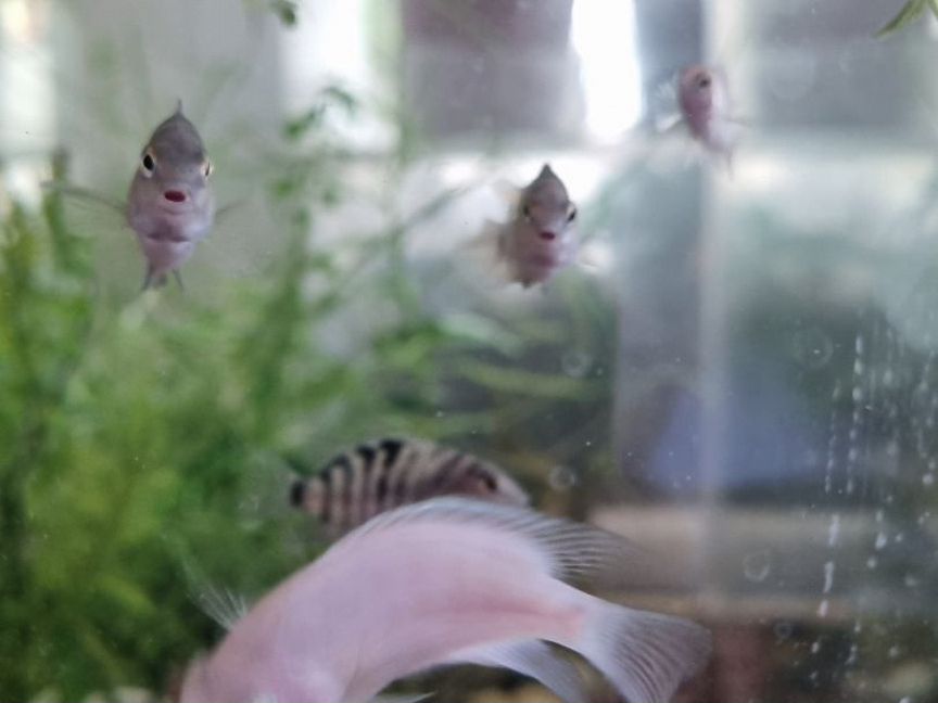 Цихлида, рыба, растения