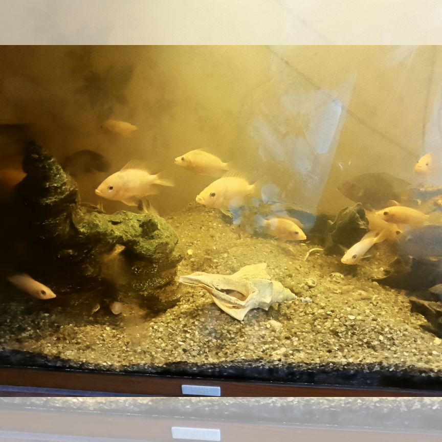 Продаю рыбок,цена договорная