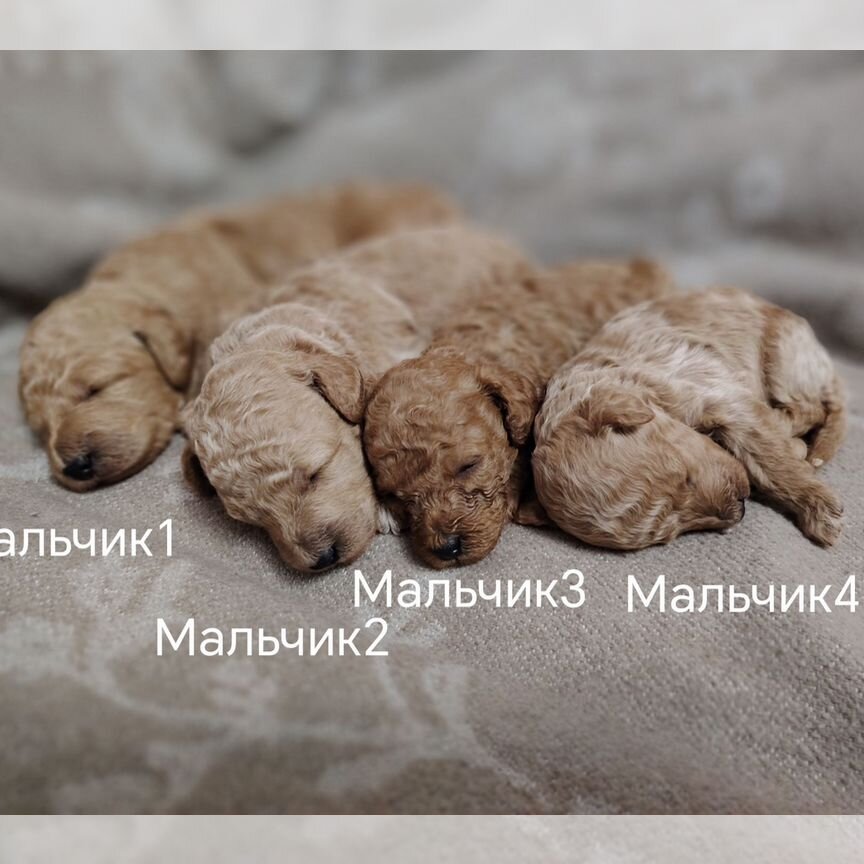 Пудель, щенок