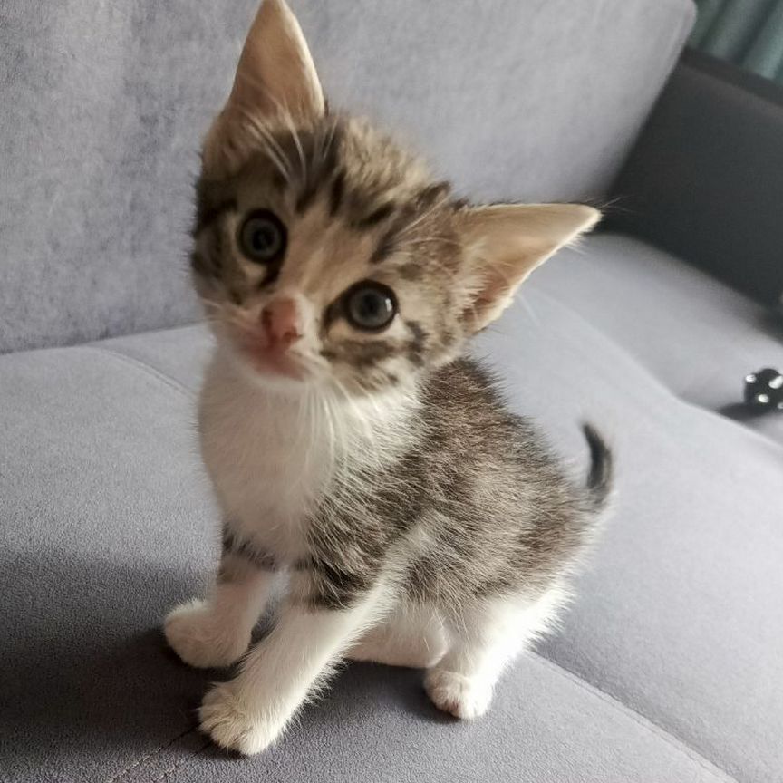 Котёнок в добрые руки