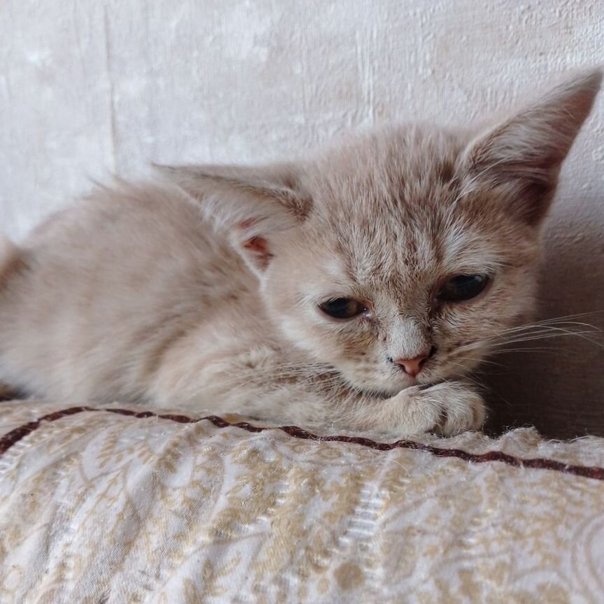 Рыжий котенок в добрые руки девочка