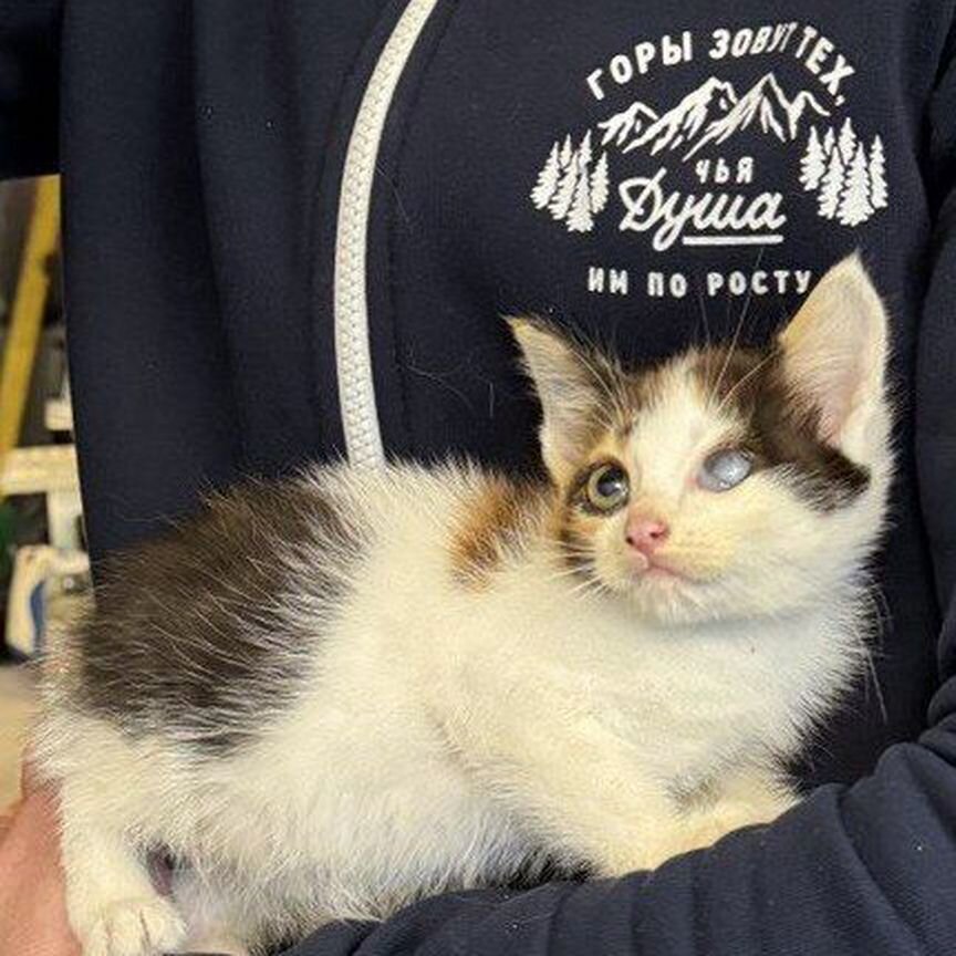 Кошечка в добрые руки бесплатно