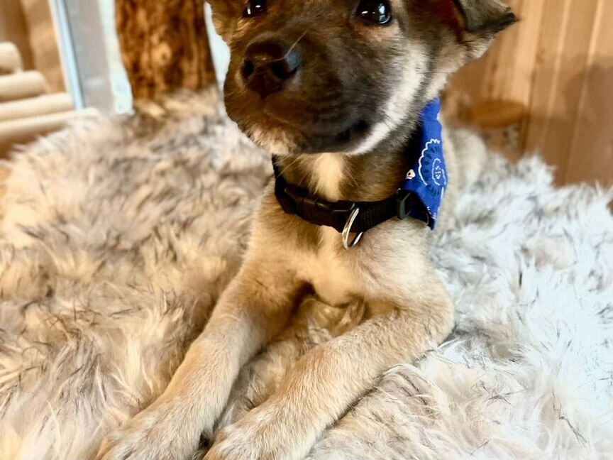 Удивительный щенок в добрые руки