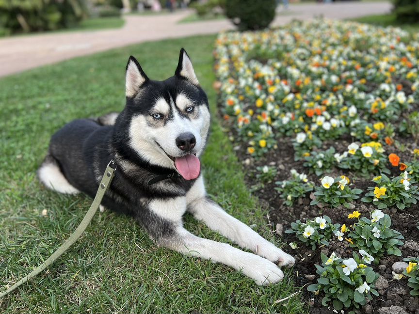 Хаски Макс ищет дом