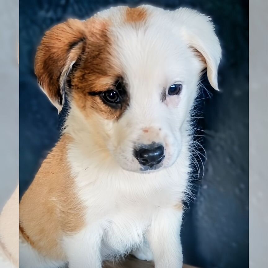 Щенок в добрые руки