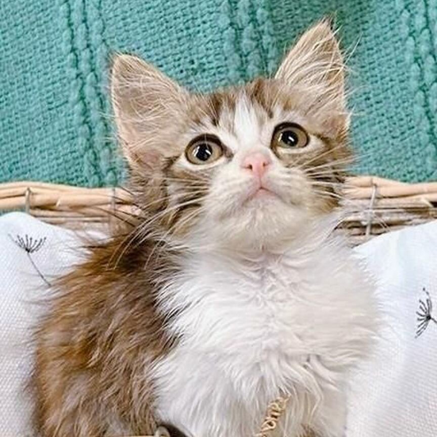 Ласковый котенок (девочка, 1,5 мес) в добрые руки