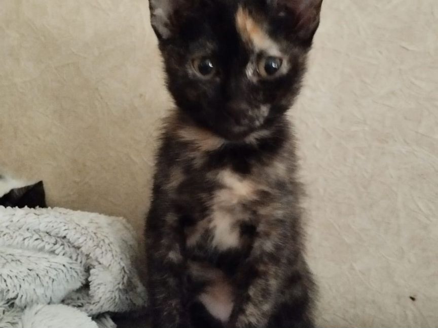 Кошечка змес, отдаю