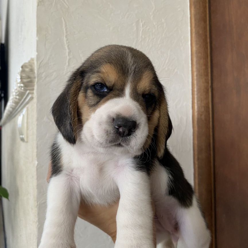 Щенки бигль