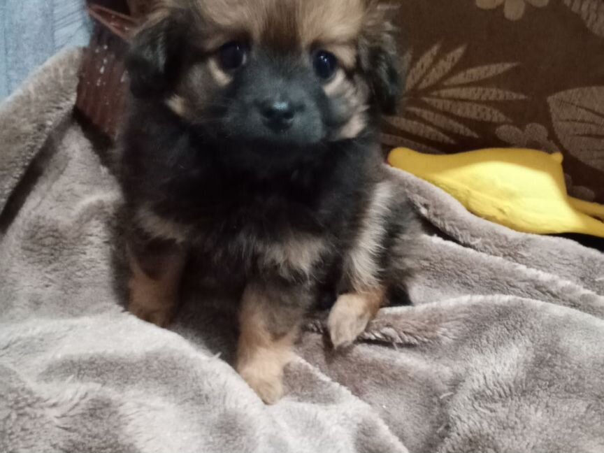 Собака маленькая порода