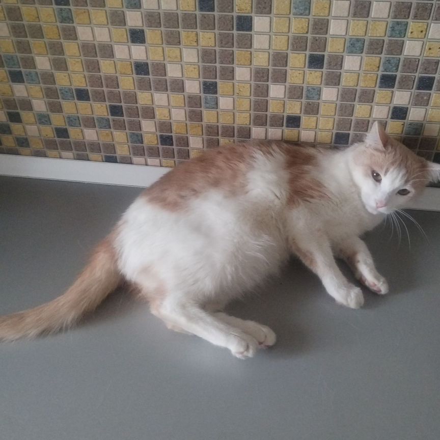 Отдам кота