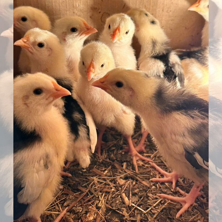 Цыплята, инкубационное яйцо