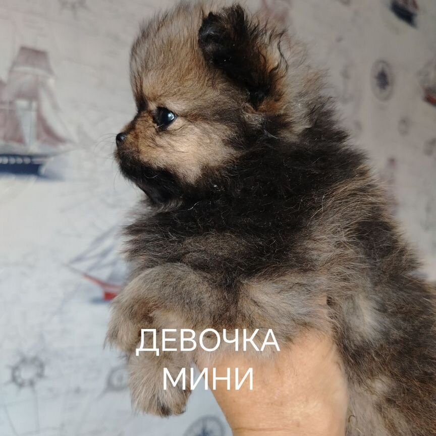 Щенки померанского шпица