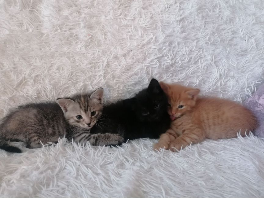 Кошки в добрые руки породистые