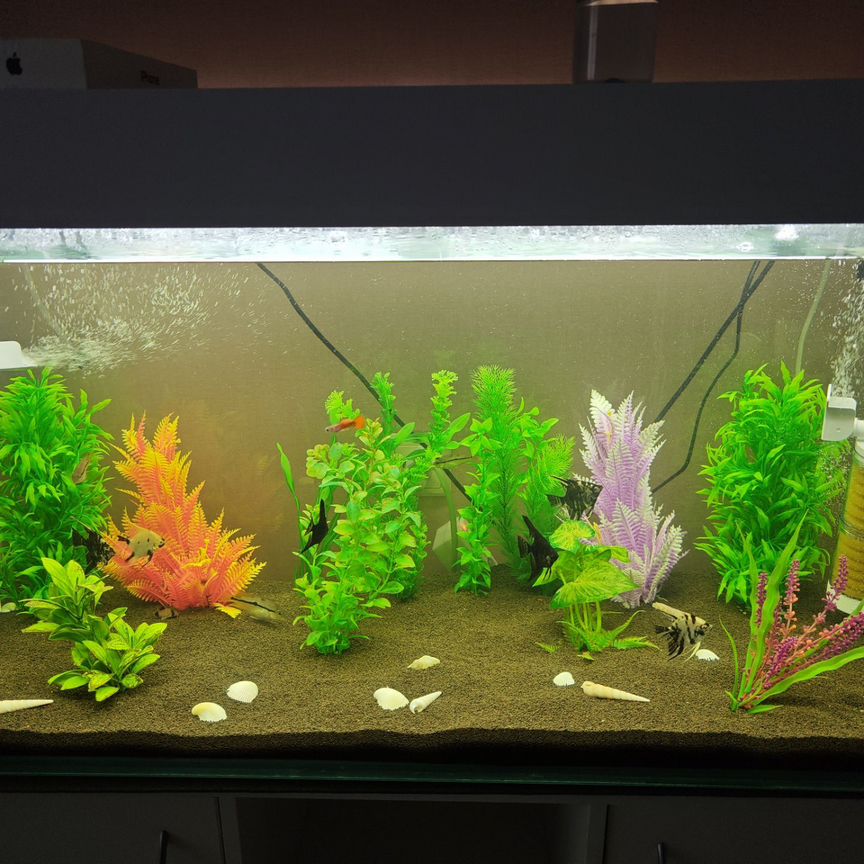 Отдам бесплатно рыбки