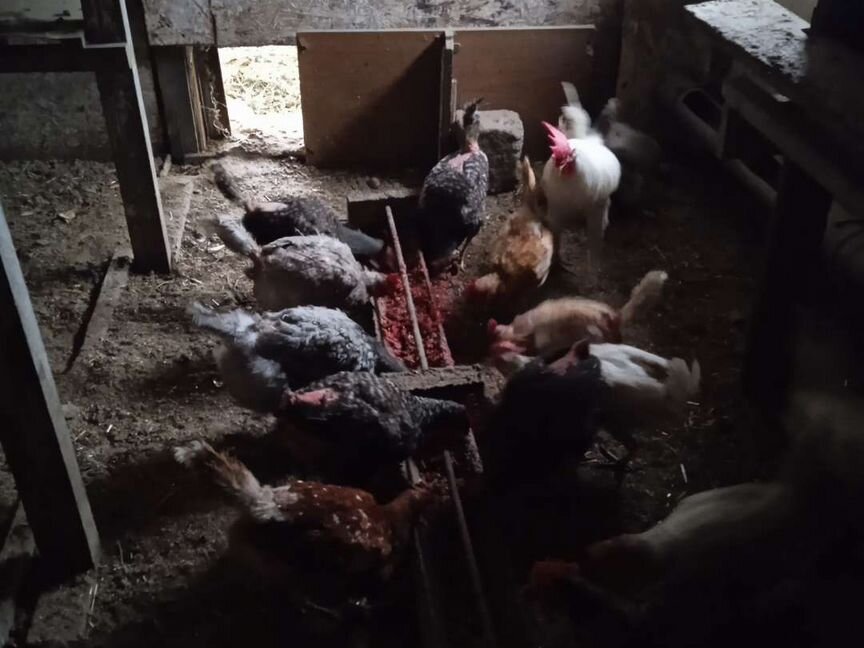 Куры несушки