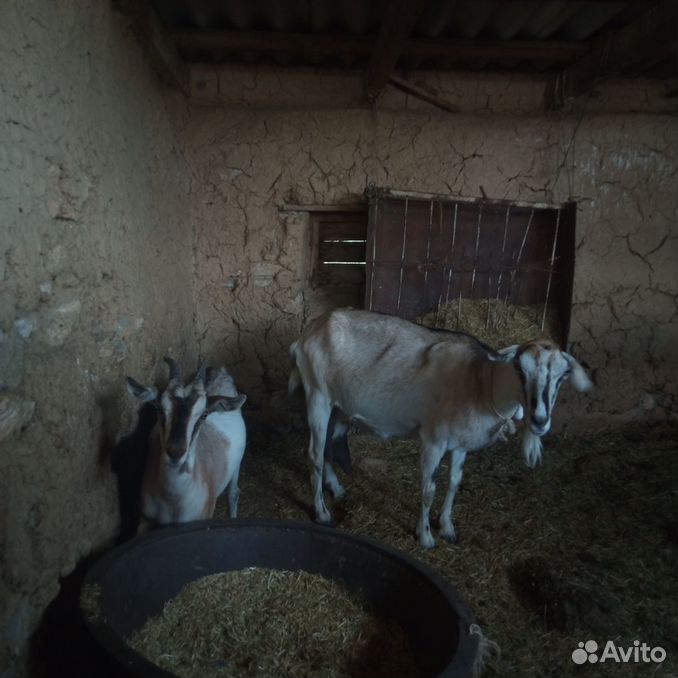 Продам 2 козы