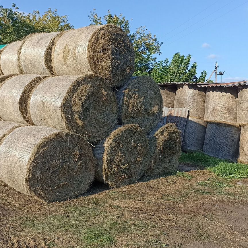 Сено в рулонах
