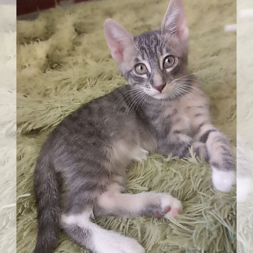 Котята в добрые руки, бесплатно, домашние