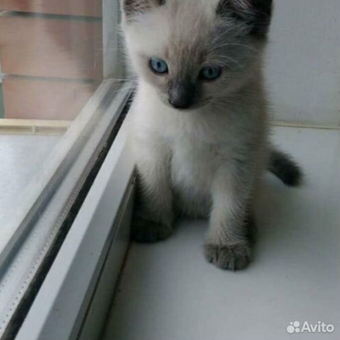 Шотландские котята Блю Пойнт