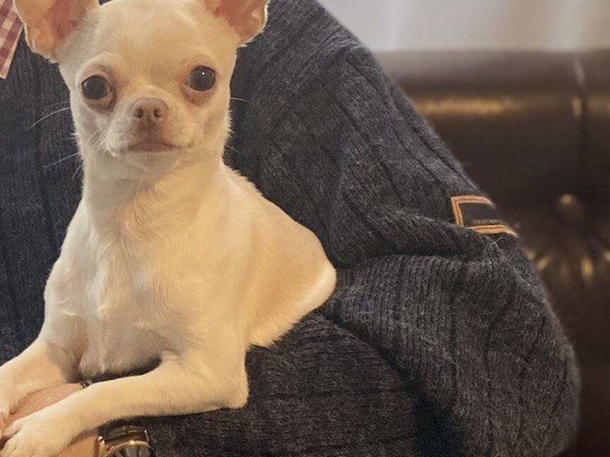 Продажа собак