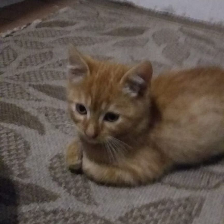 Котята в добрые руки бесплатно