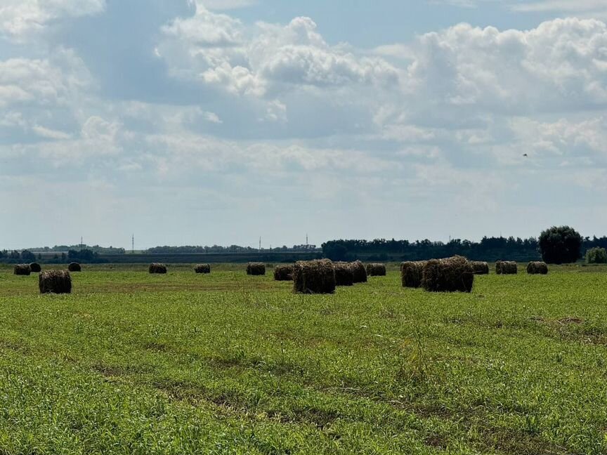 Сено суданка в рулонах