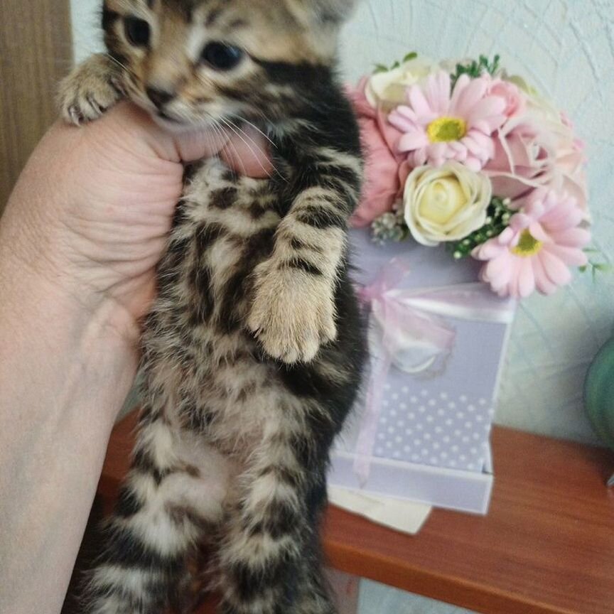 Прелестные бенгальские котята разного окраса