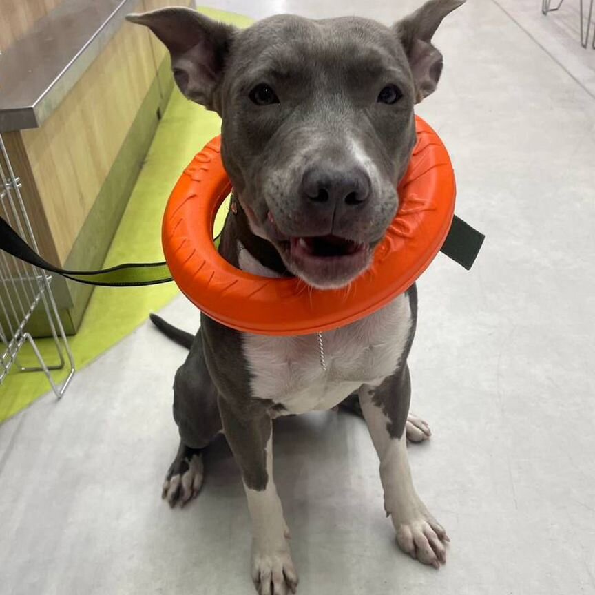 Американский стаффордширский терьер, щенок