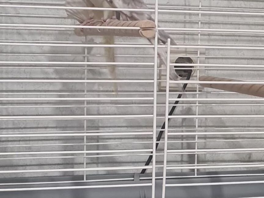 Попугай карелла с клеткой