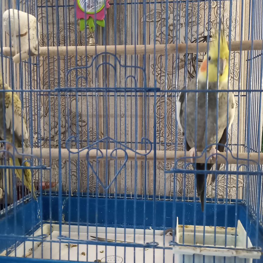 Попугай корелла