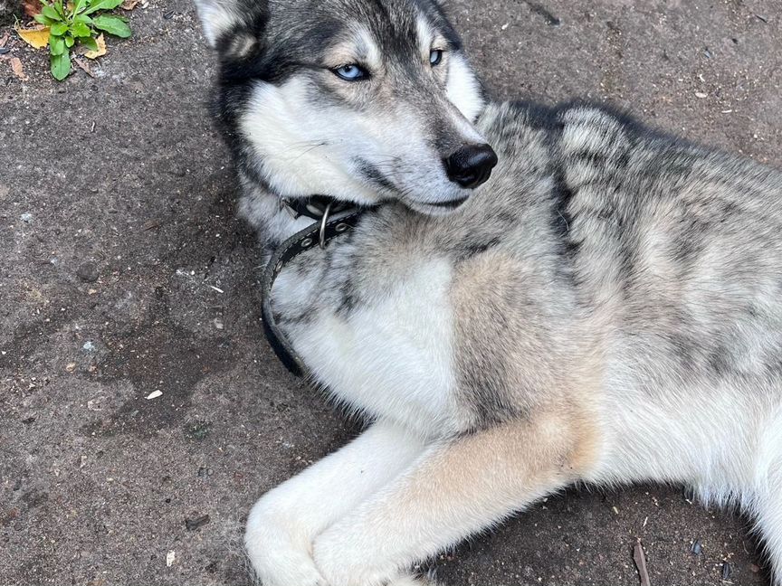 Найдена собака лайка