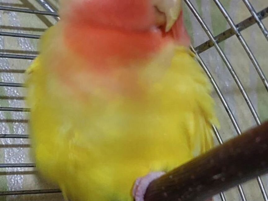 Попугай неразлучники с клеткой