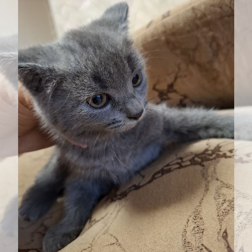 Котенок бесплатно в добрые руки