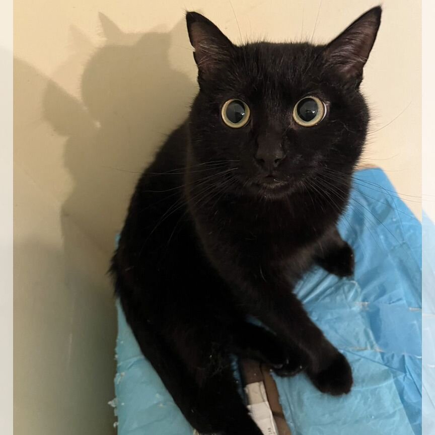 Взрослый кот в добрые руки