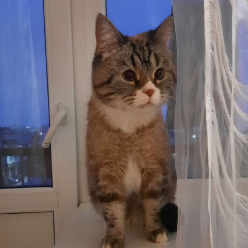 Отдам кота в добрые руки