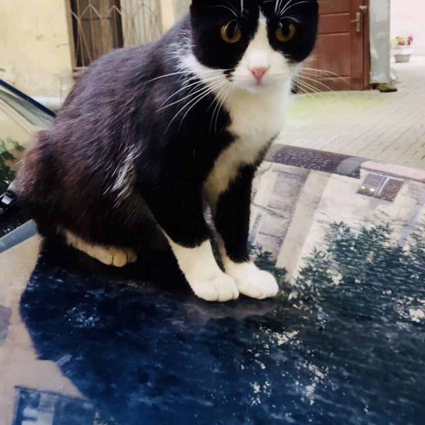 Кошка Варечка